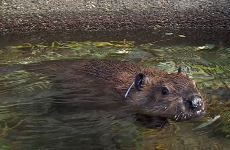 The impact of beaver dams on aquatic macroinvertebrate communities –WALPA