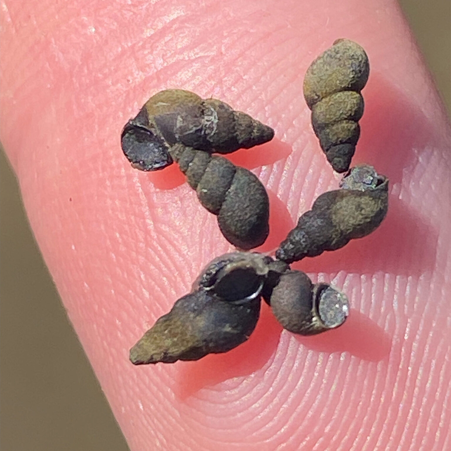 Quantifying the impacts of New Zealand mudsnail on the ecology of ...