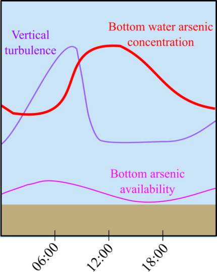Biogeochemical and physical mechanisms both contribute to daily arsenic ...