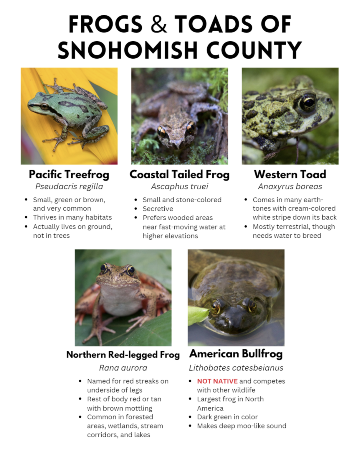 Make your landscape a frog haven! –WALPA