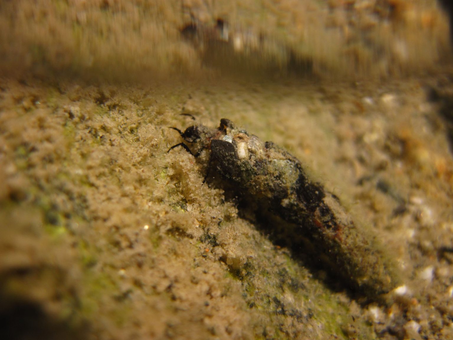 Studying aquatic invertebrates in Washington’s mountain lakes –WALPA
